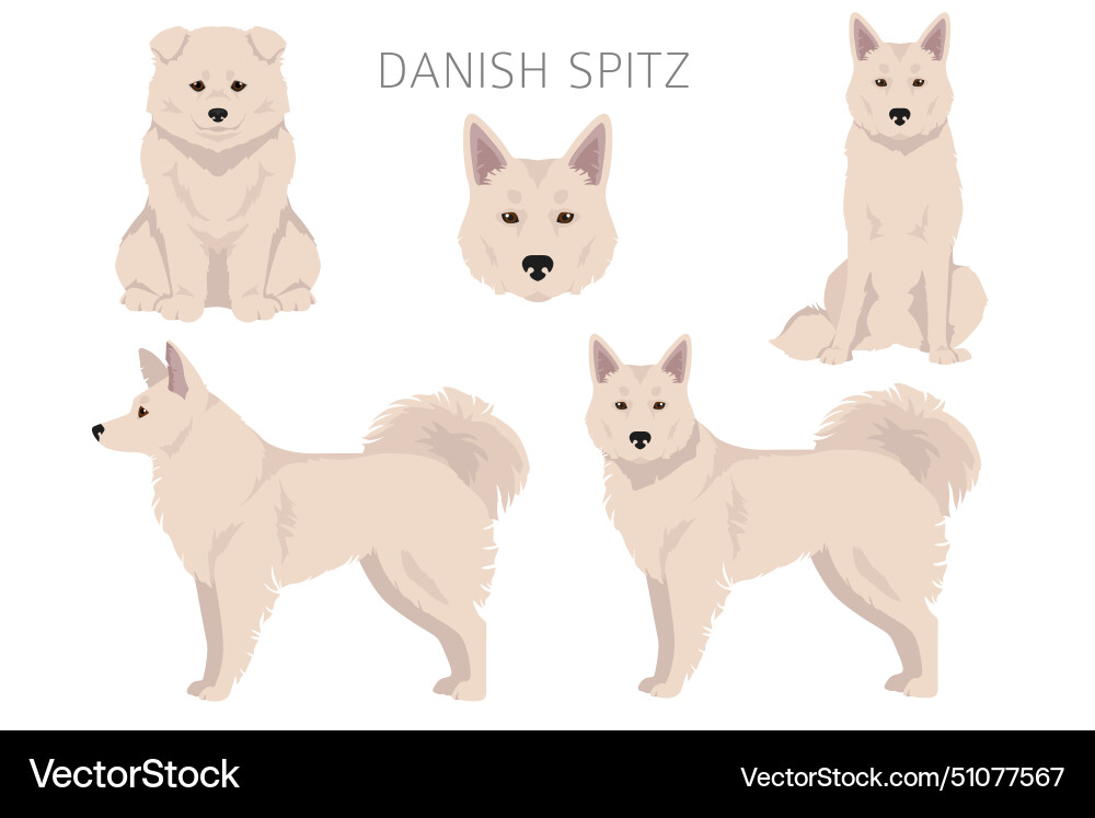 Danish spitz clipart different poses coat colors Vector Image