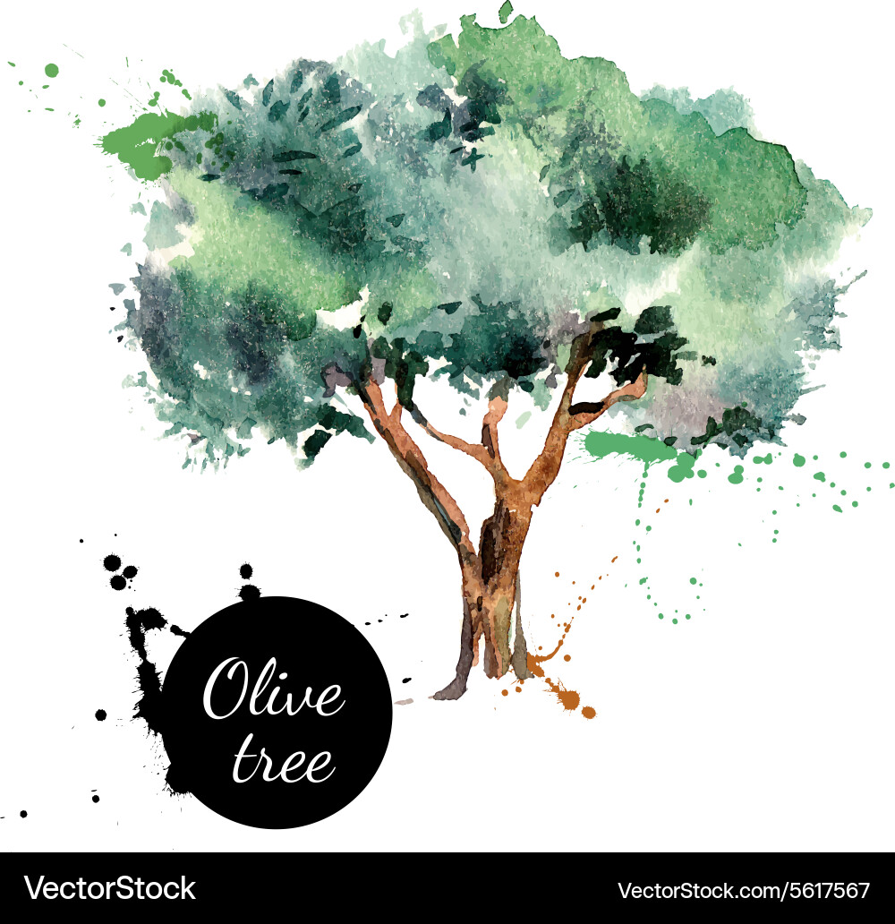 Olive tree hand drawn Royalty Free Vector Image
