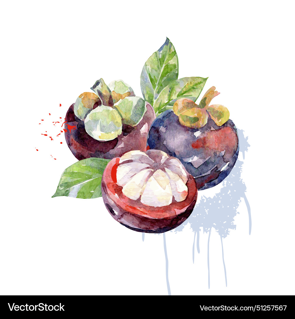 Watercolor mangosteen Royalty Free Vector Image