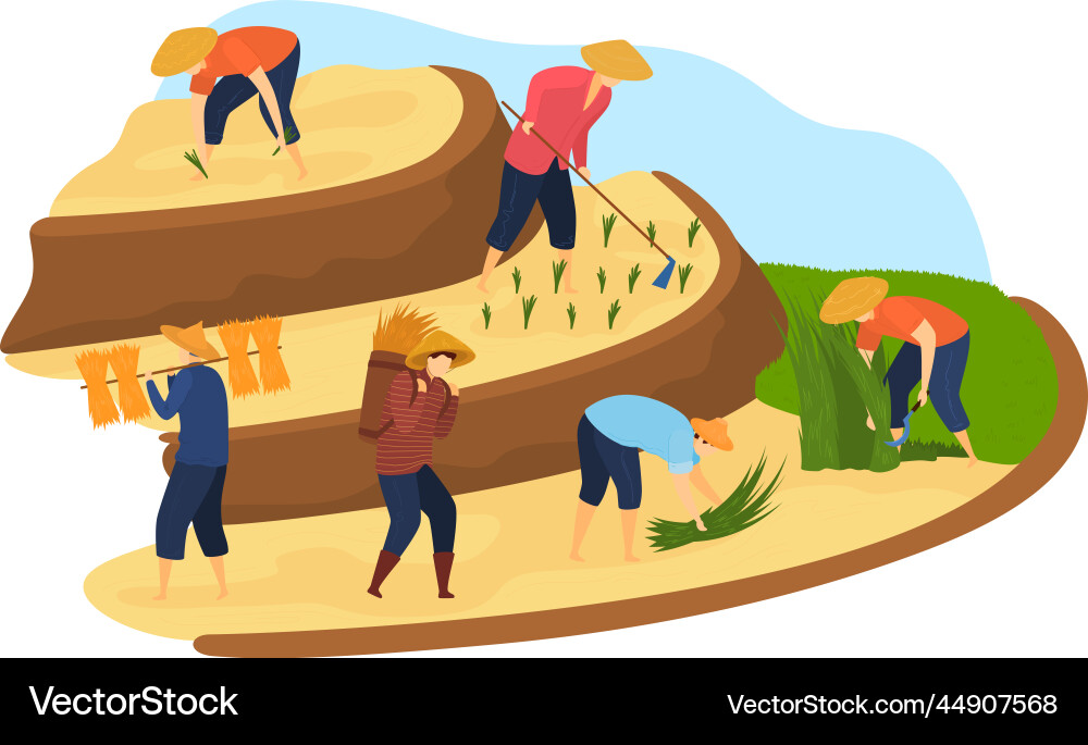 Agriculture harvest work at rice field farmer Vector Image