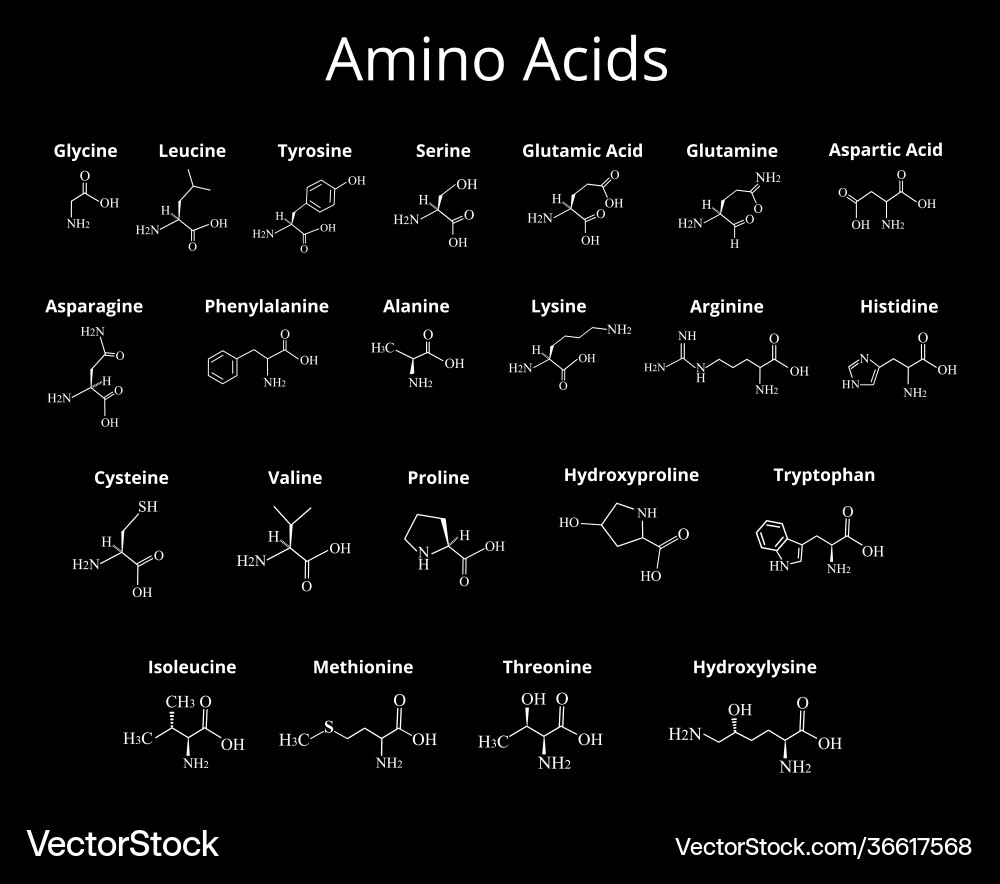 Amino acids chemical molecular formula Royalty Free Vector