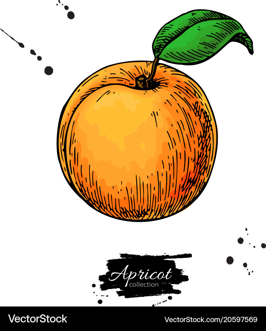 Apricot drawing hand drawn isolated fruit Vector Image