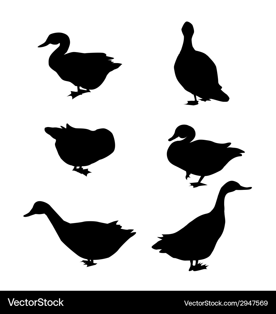 Duck silhouette set Royalty Free Vector Image - VectorStock