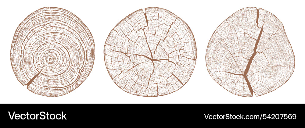 Tree wood texture Royalty Free Vector Image - VectorStock