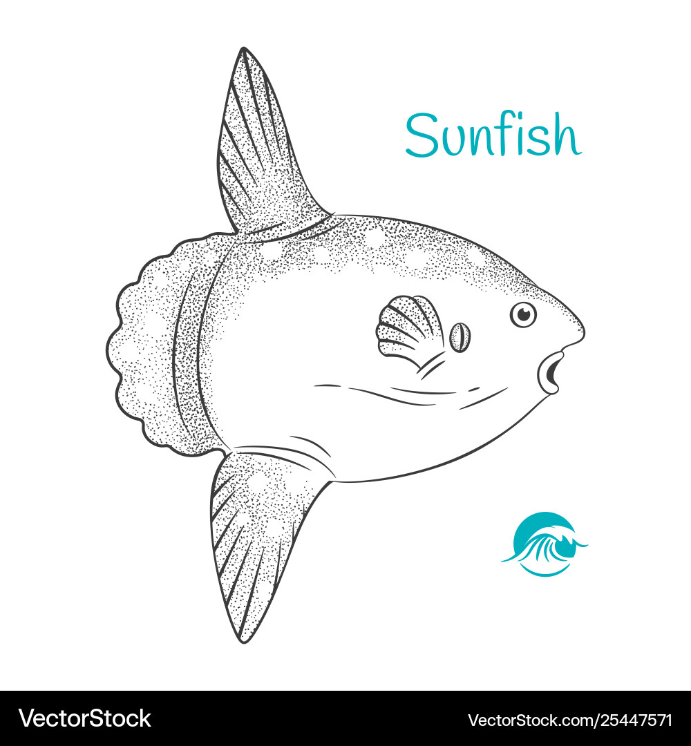 Sunfish hand-drawn Royalty Free Vector Image - VectorStock