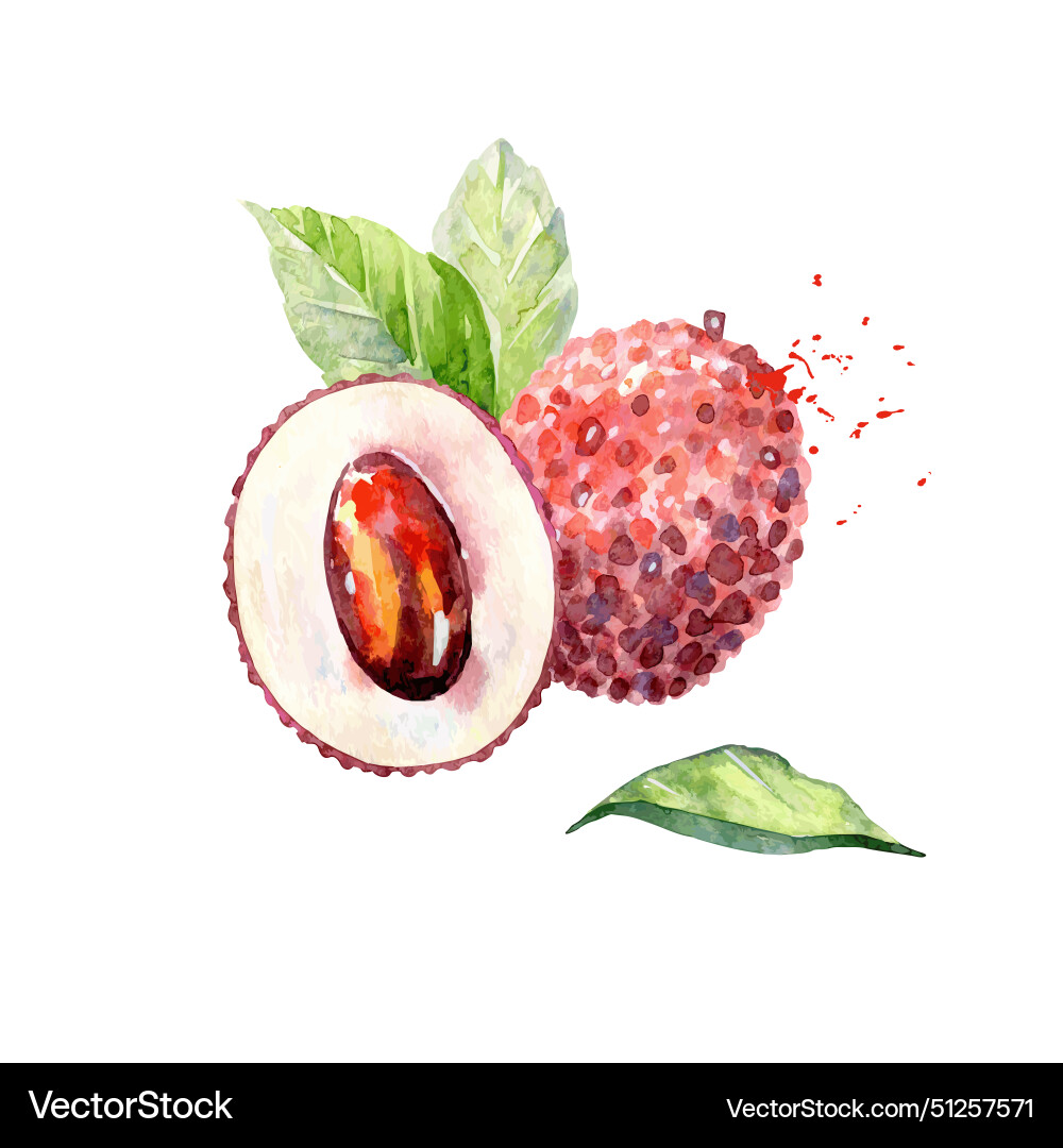 Watercolor lychee Royalty Free Vector Image - VectorStock