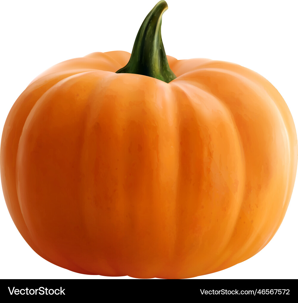 Realistic pumpkin Royalty Free Vector Image - VectorStock