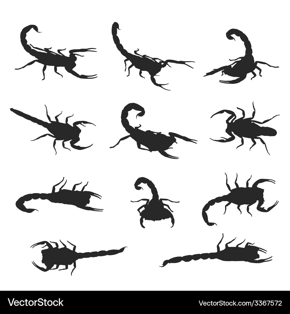 Scorpion Royalty Free Vector Image - VectorStock