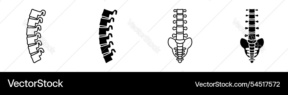Spinal column icon Royalty Free Vector Image - VectorStock