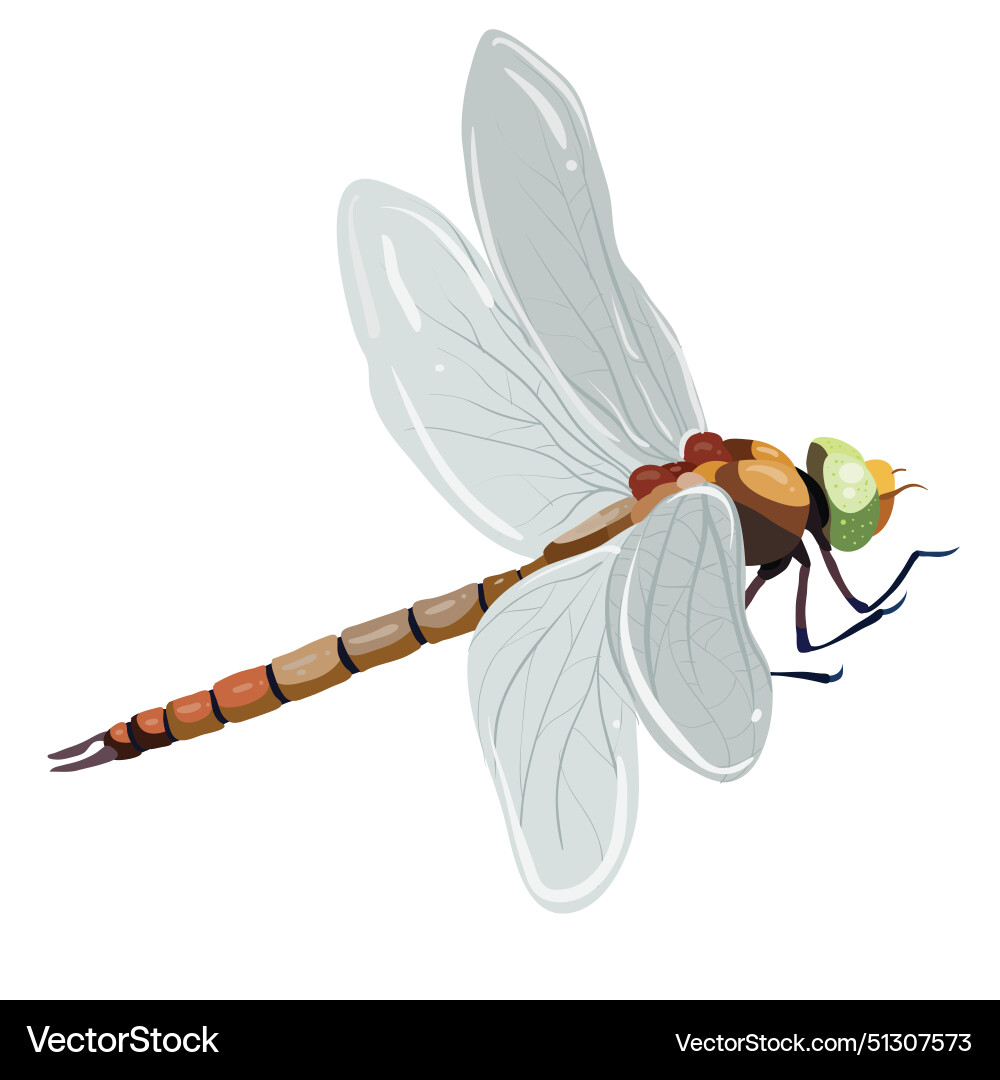 Image shows a detailed of dragonfly Royalty Free Vector