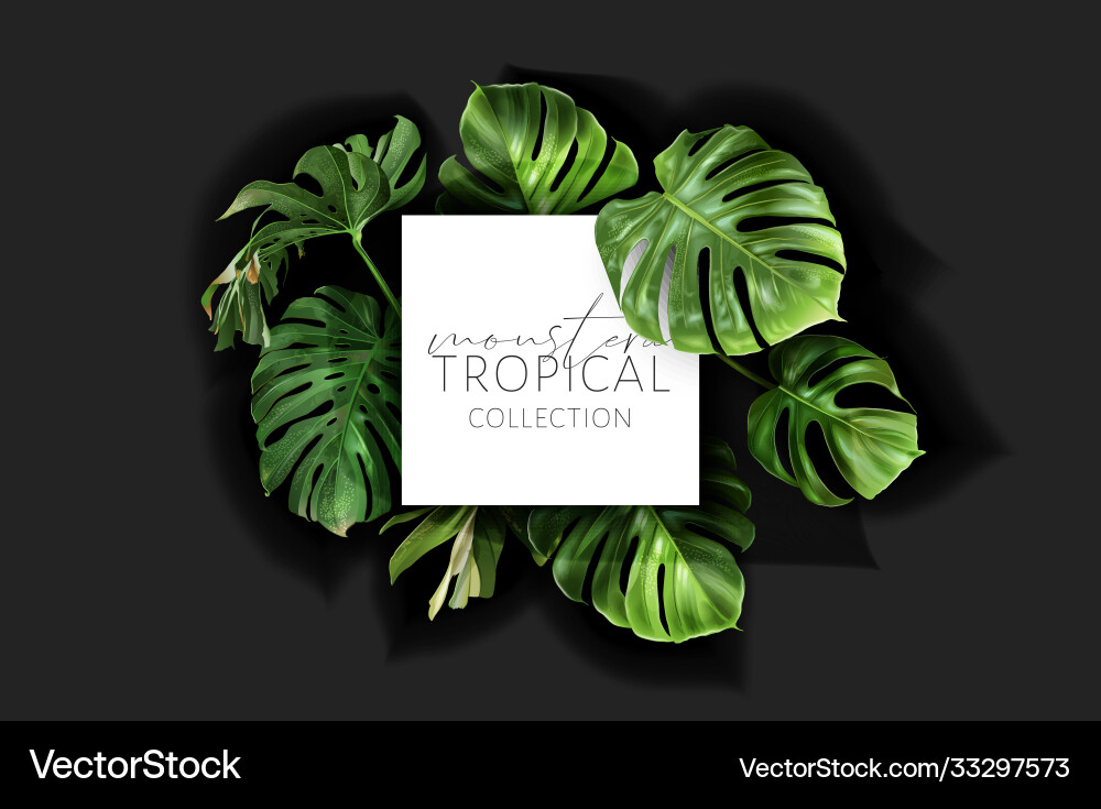 Monstera frame with green tropical leaves Vector Image