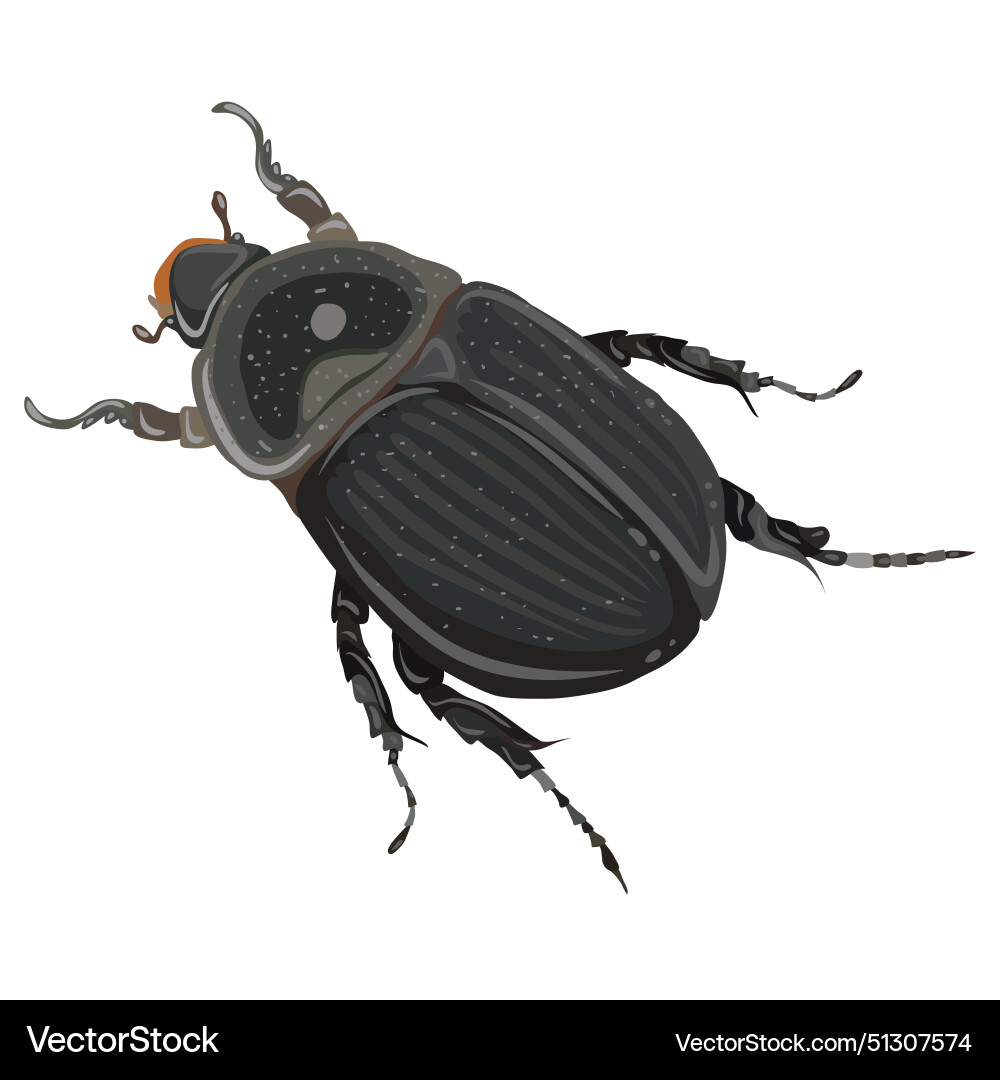 Image shows a detailed drawing of beetle Vector Image