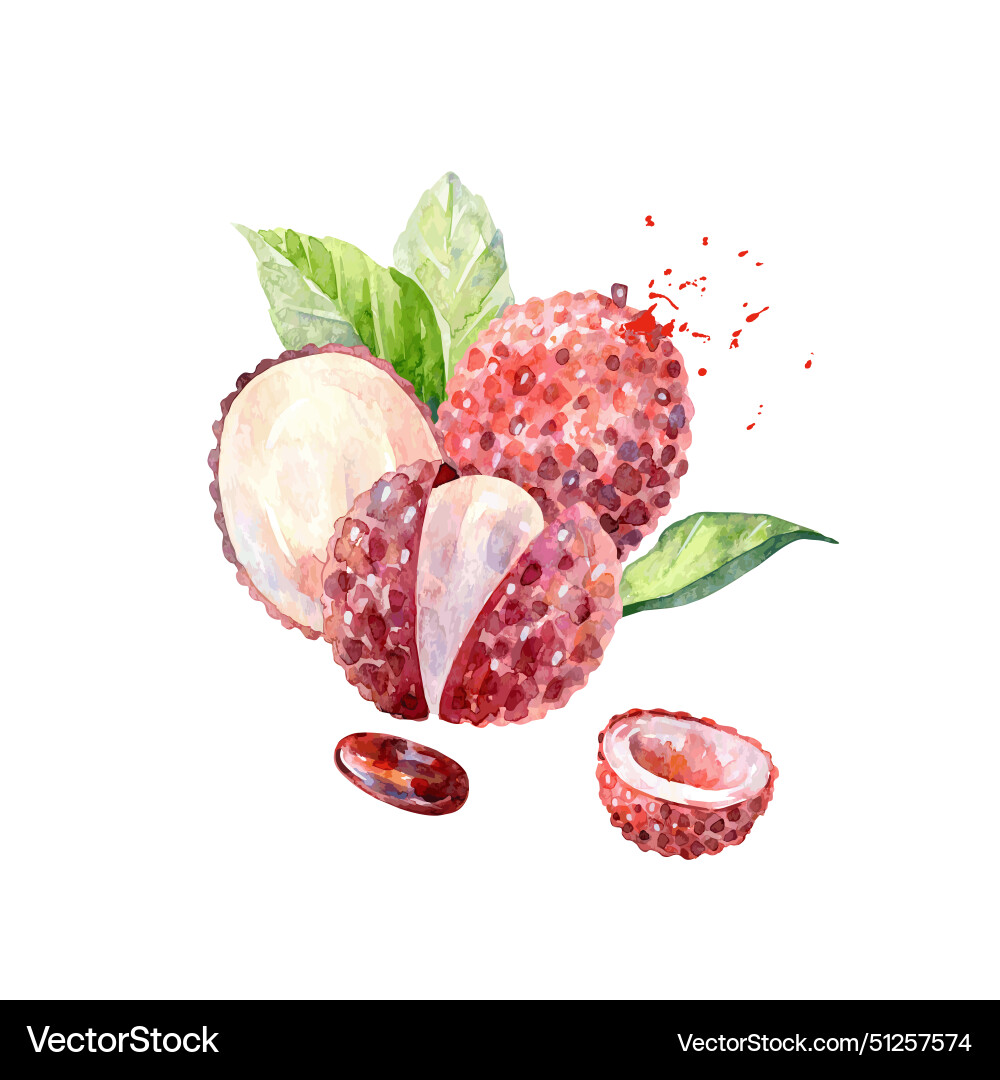 Watercolor lychee Royalty Free Vector Image - VectorStock