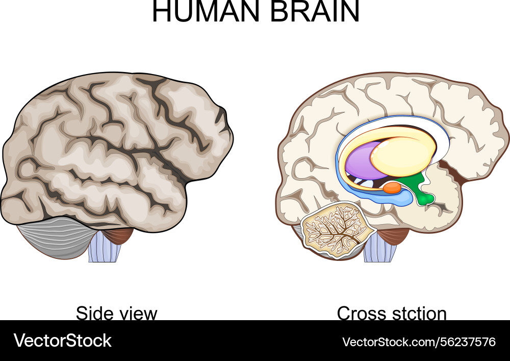 Brain anatomy cross-sectional view side Royalty Free Vector