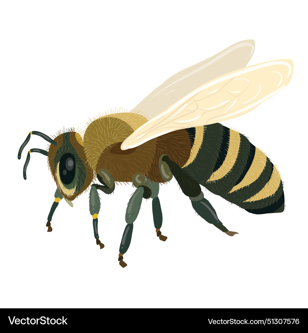 Image shows a detailed of bee the has Royalty Free Vector