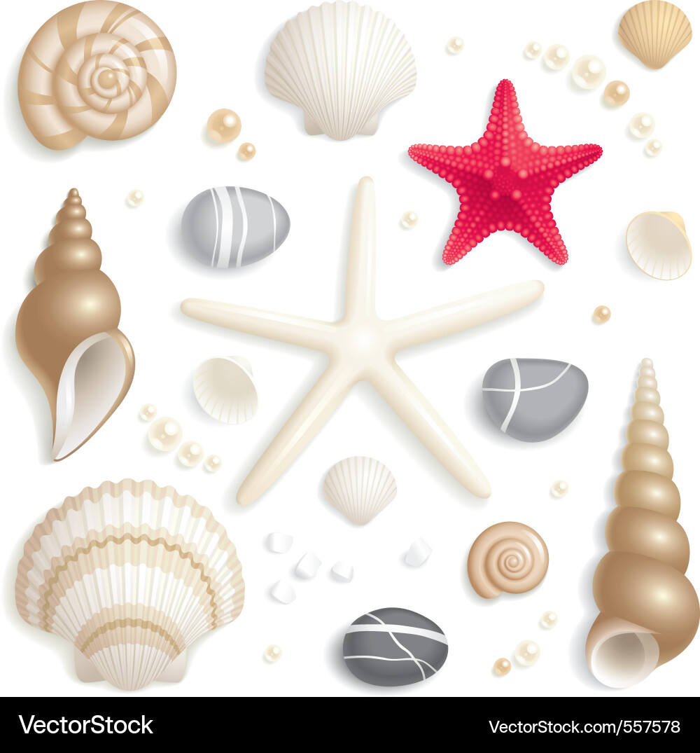Seashell set Royalty Free Vector Image - VectorStock