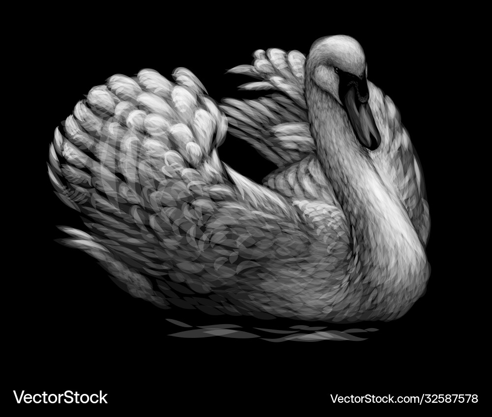 Swan is swimming Royalty Free Vector Image - VectorStock