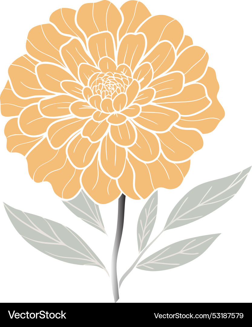Beautiful marigold flower Royalty Free Vector Image