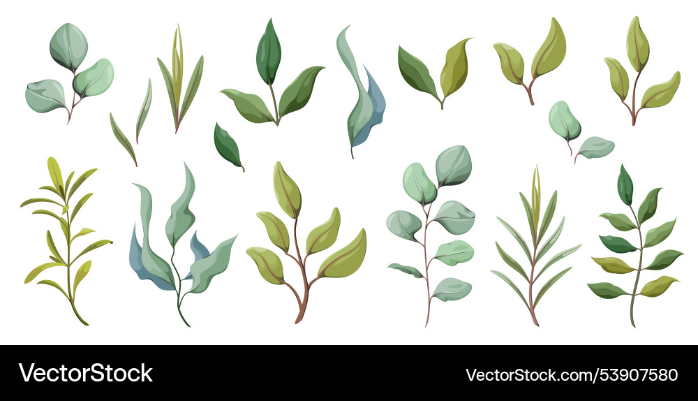 A set of green branches and leaves Royalty Free Vector Image