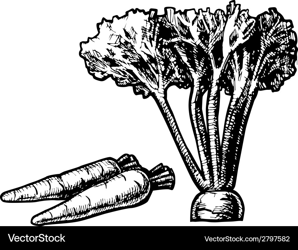 Carrot Royalty Free Vector Image - VectorStock