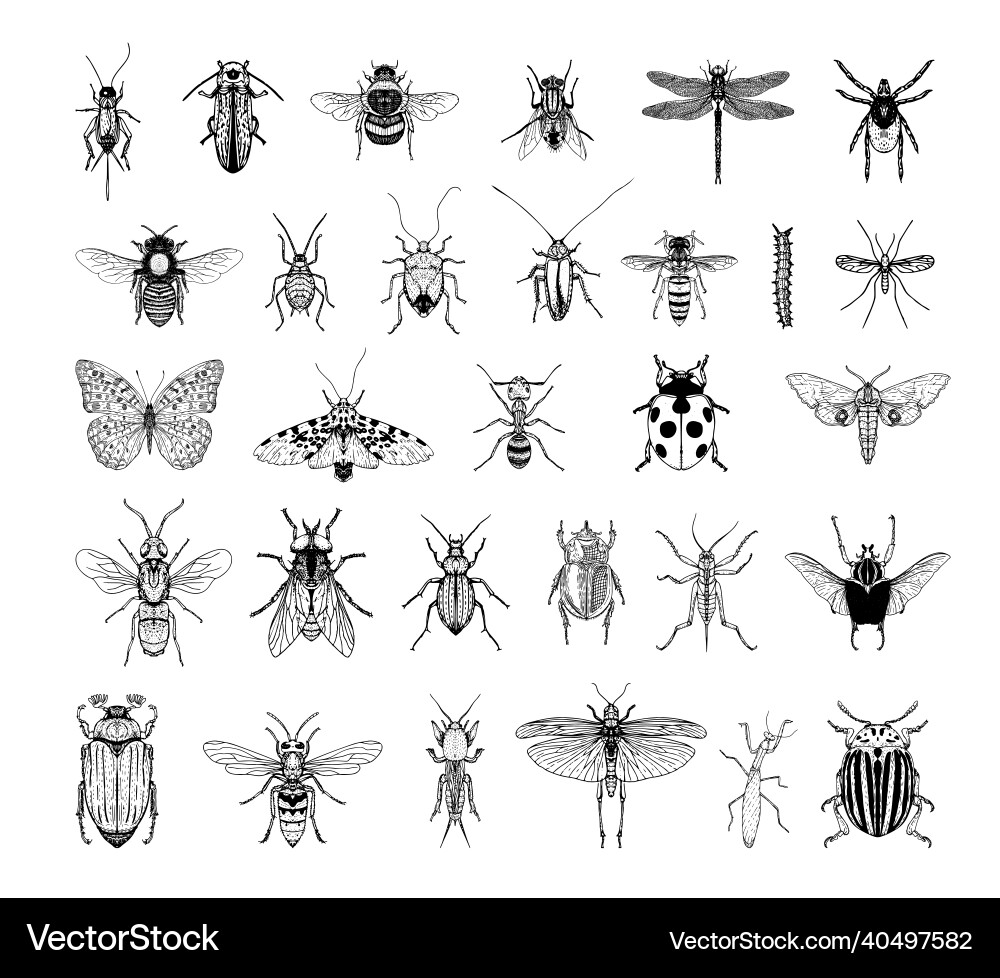 Tattoo Tick Vector Images (over 140)