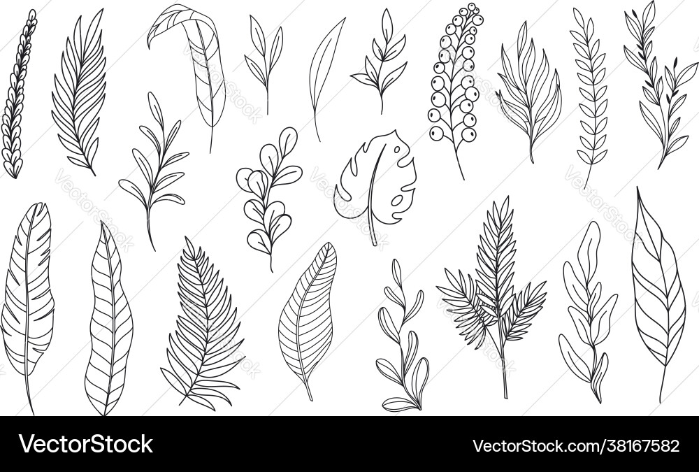 Tropical Line Art Leaves Royalty Free Vector Image