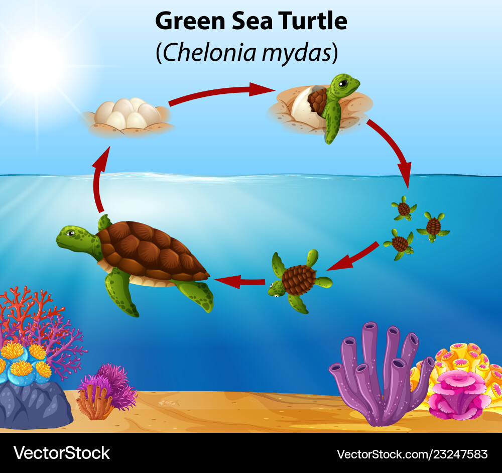 Green sea turtle life cycle Royalty Free Vector Image