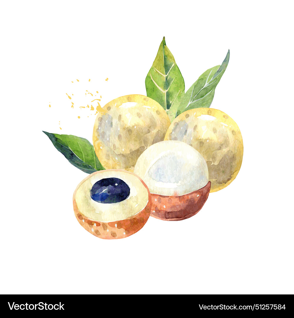 Watercolor longan Royalty Free Vector Image - VectorStock