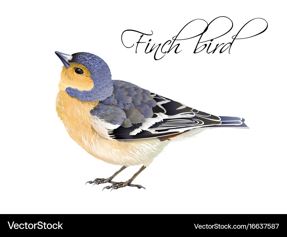 Finch bird Royalty Free Vector Image - VectorStock