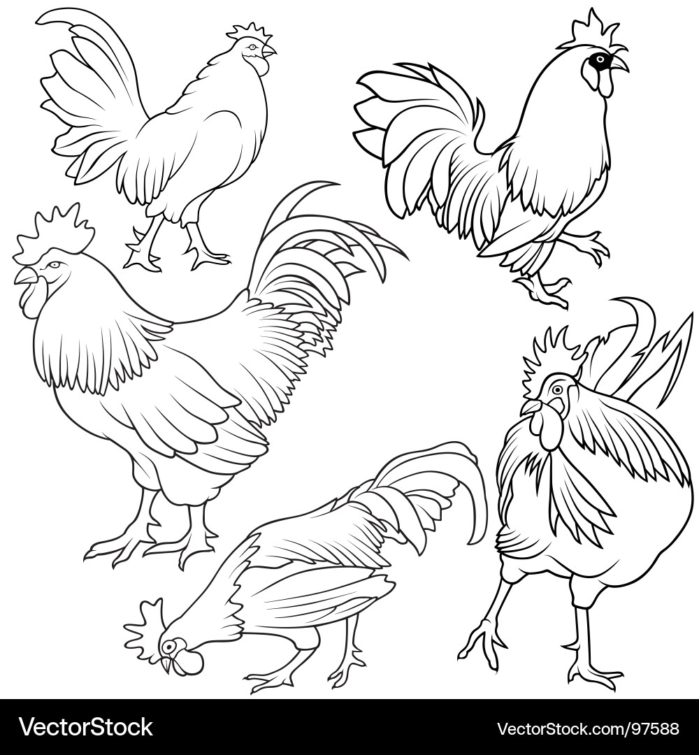 Rooster set Royalty Free Vector Image - VectorStock