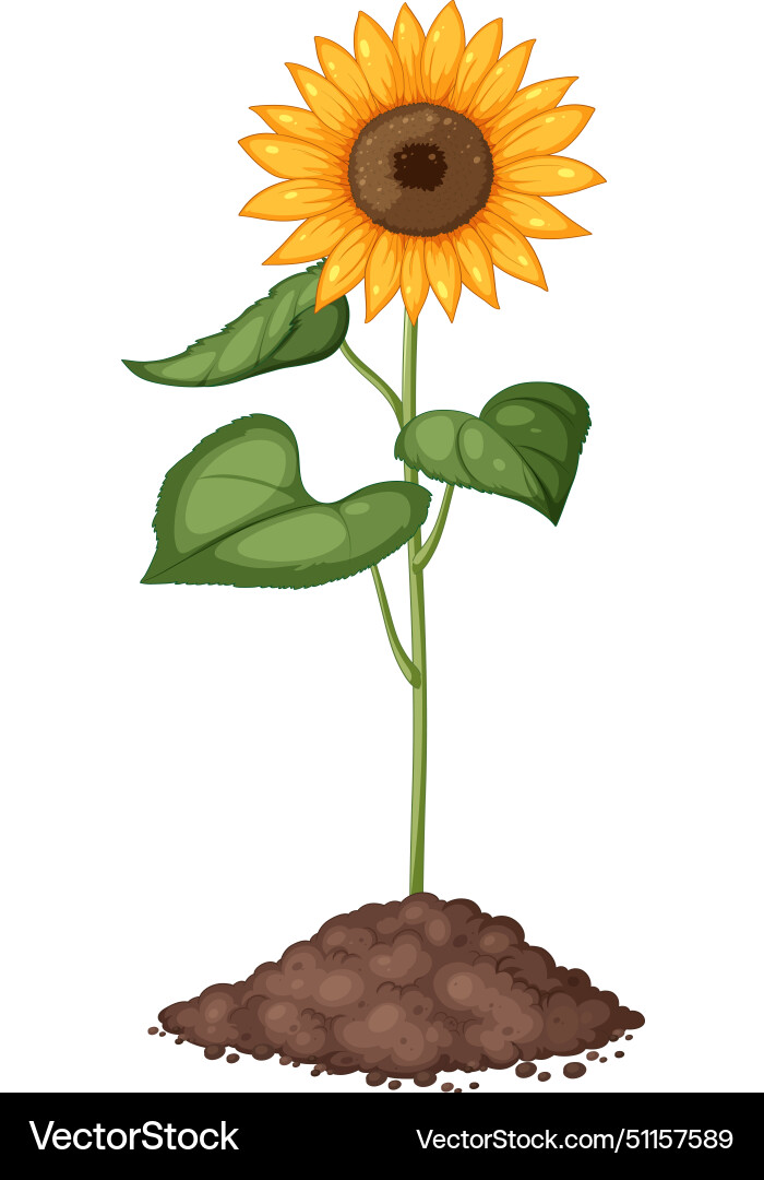 A vibrant sunflower in soil Royalty Free Vector Image