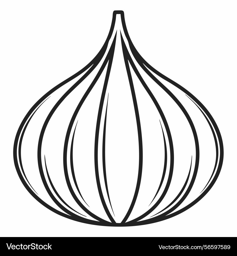 Black and white of a stylized onion isolated Vector Image