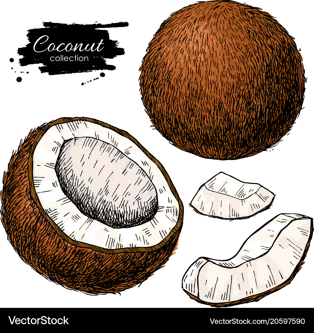 Coconut Collection - Tropical Art Royalty Free Vector Image