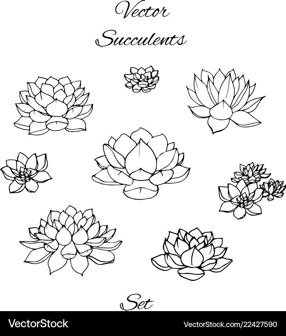 Hand Drawn Succulent Contours Royalty Free Vector Image