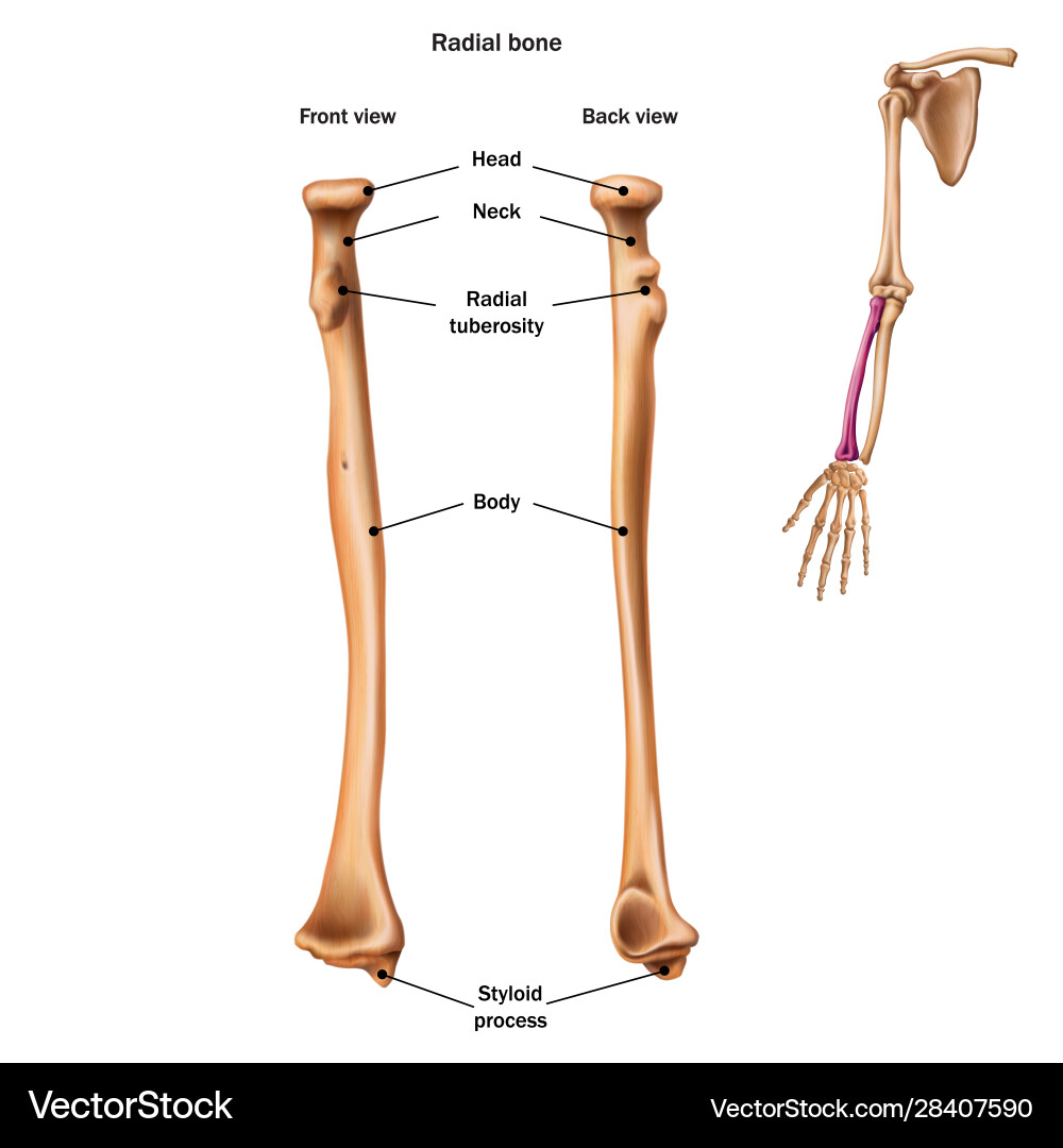 Structure radial bone with name Royalty Free Vector Image