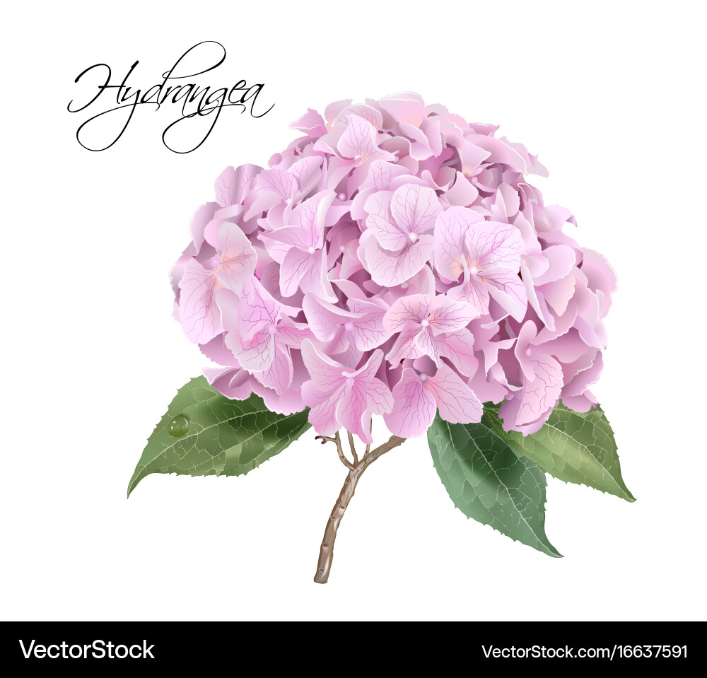 Hydrangea pink realistic Royalty Free Vector Image
