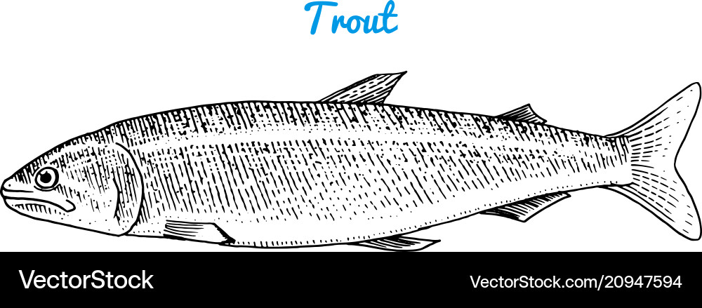 River trout and lake fish sea creatures Royalty Free Vector