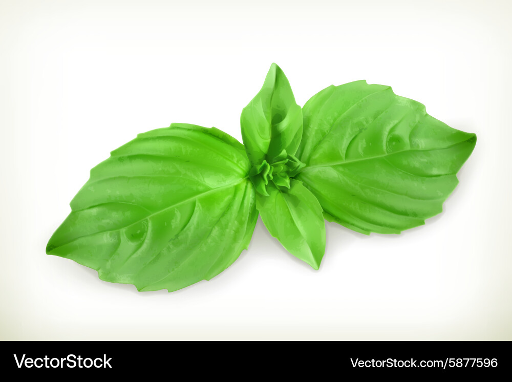 Basil leaves Royalty Free Vector Image - VectorStock