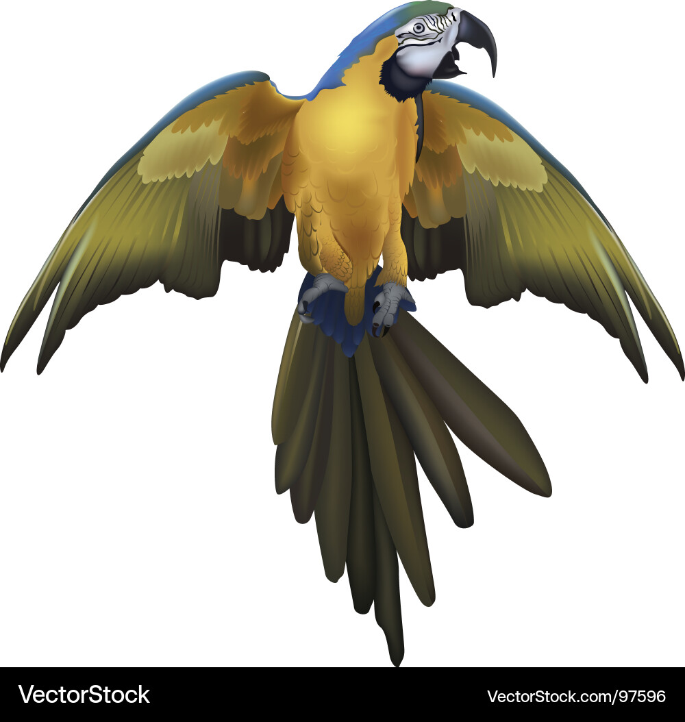 Macaw Royalty Free Vector Image - VectorStock
