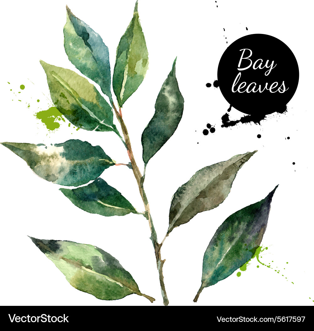 Bay Leaf Herb Collection Royalty Free Vector Image