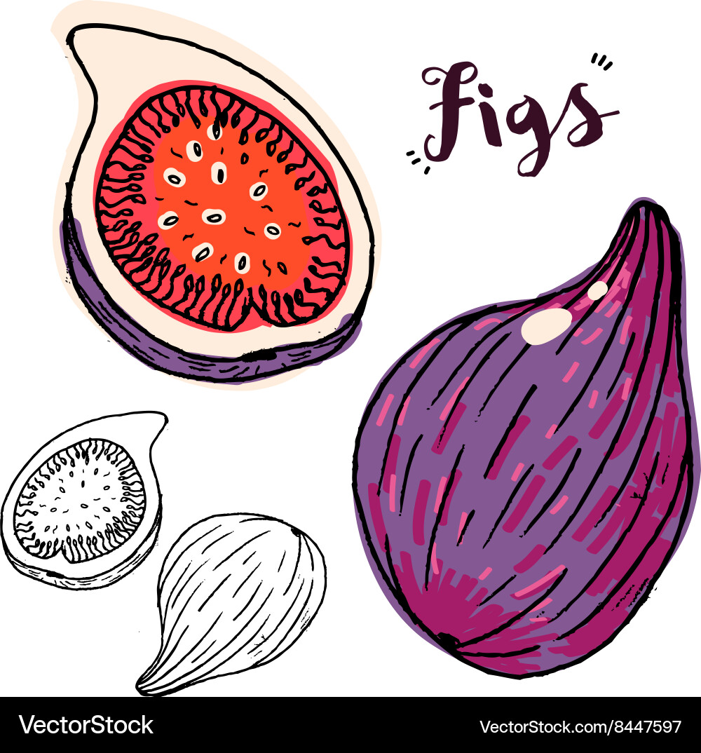 Hand drawn figs Royalty Free Vector Image - VectorStock