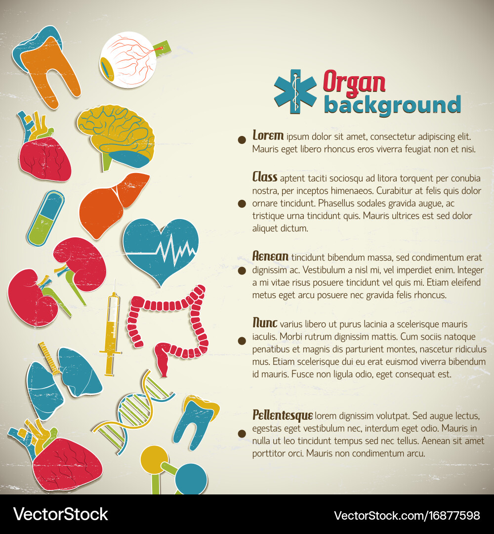 Human organs background Royalty Free Vector Image