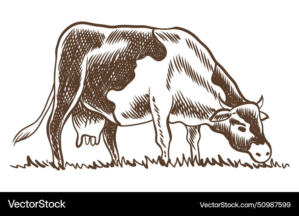 Cows chewing grass farm on grazing meadow Vector Image