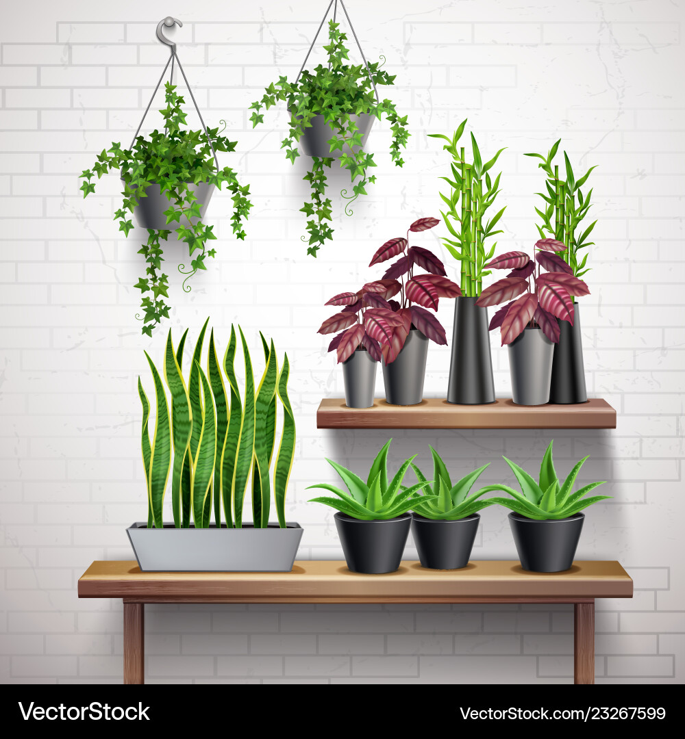 Realistic House Plants Interior Royalty Free Vector Image