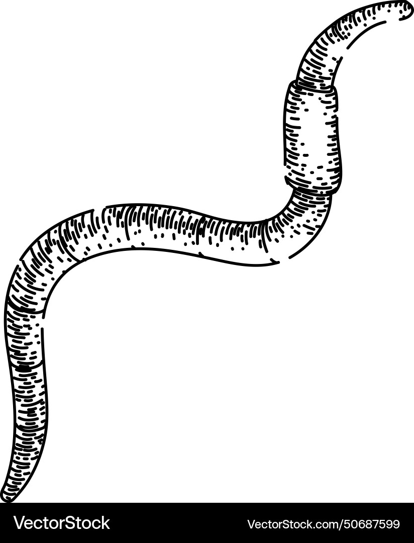 Simple worm sketch hand drawn Royalty Free Vector Image