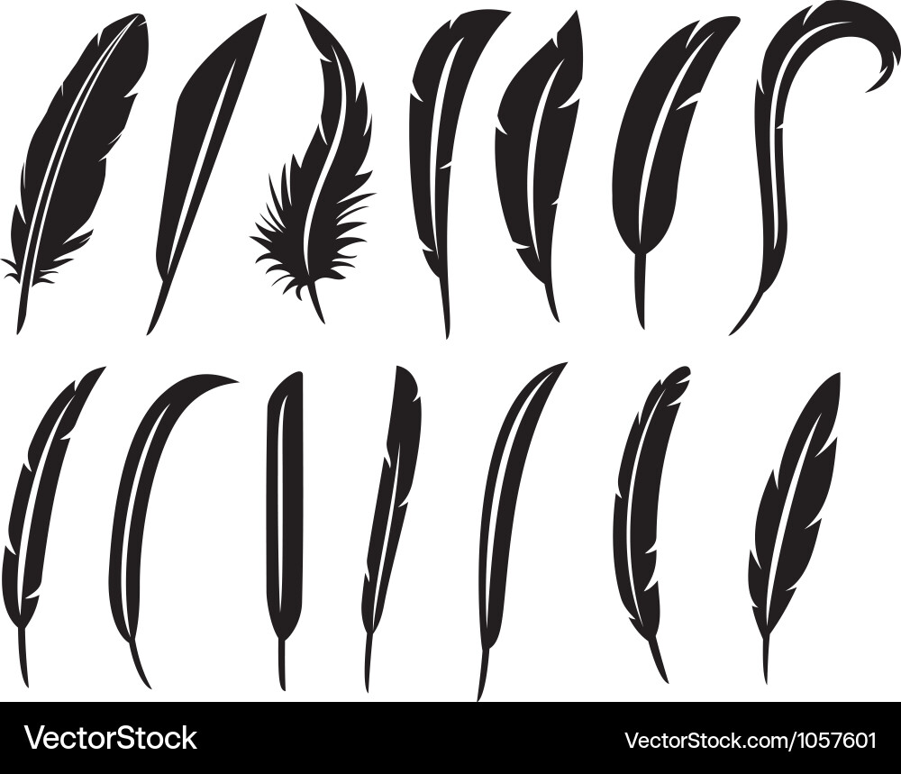 Collection of feathers - feather Royalty Free Vector Image