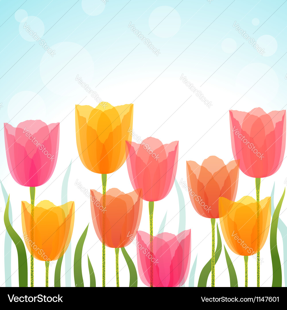 Tulip background Royalty Free Vector Image - VectorStock