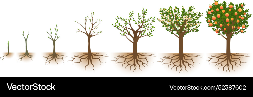 Fruit tree growth cycle Royalty Free Vector Image