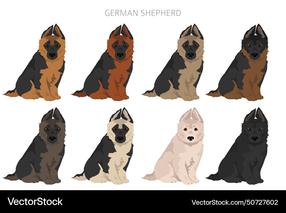 German shepherd puppy in different coat colors Vector Image