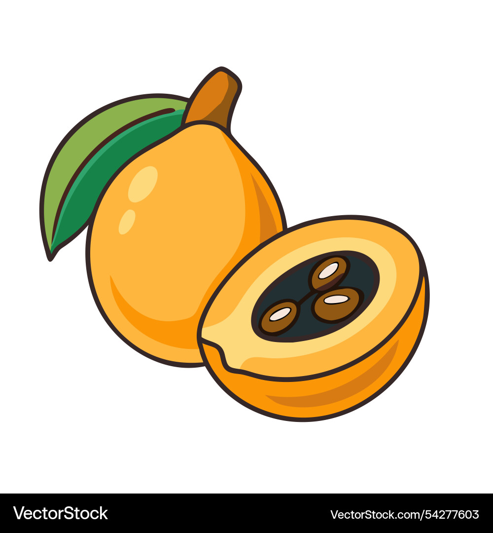Loquat icon fruits Royalty Free Vector Image - VectorStock